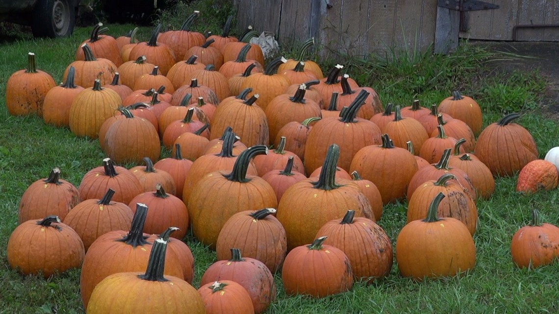 Rainy Summer Bringing Better Pumpkins this Fall | wnep.com