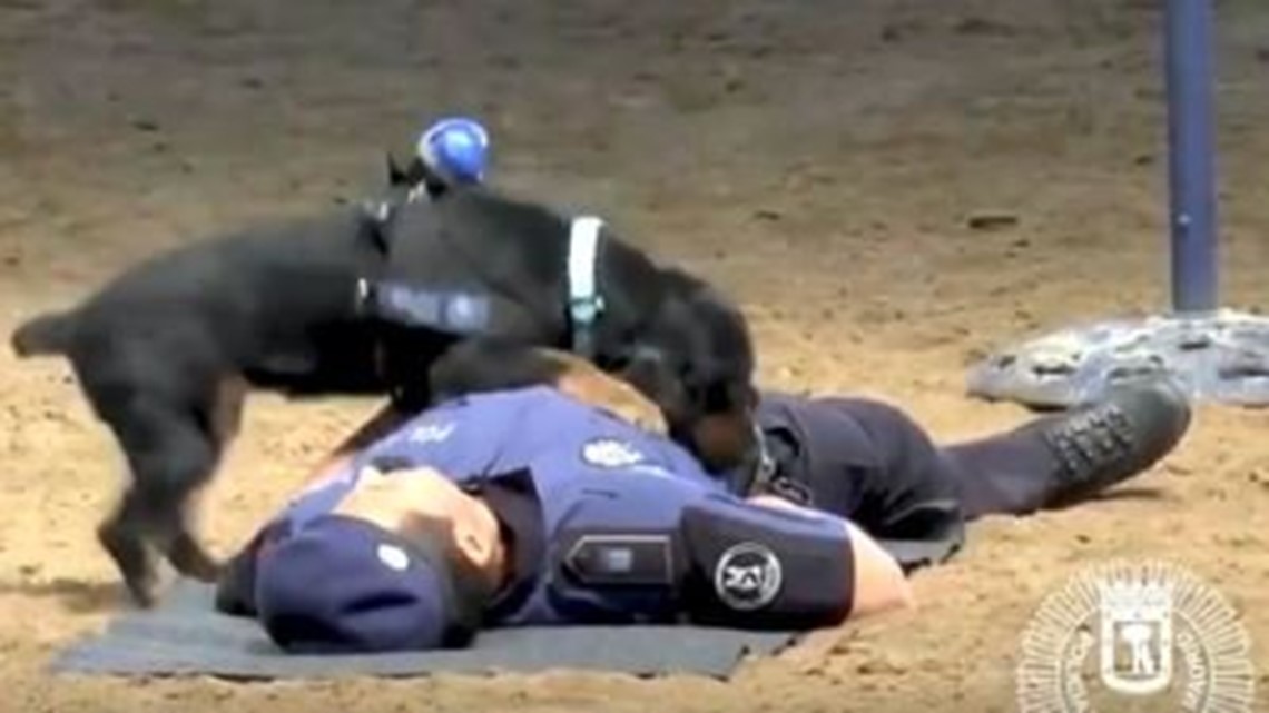 Watch This Adorable Police Dog Use CPR to ‘Resuscitate’ Officer | wnep.com