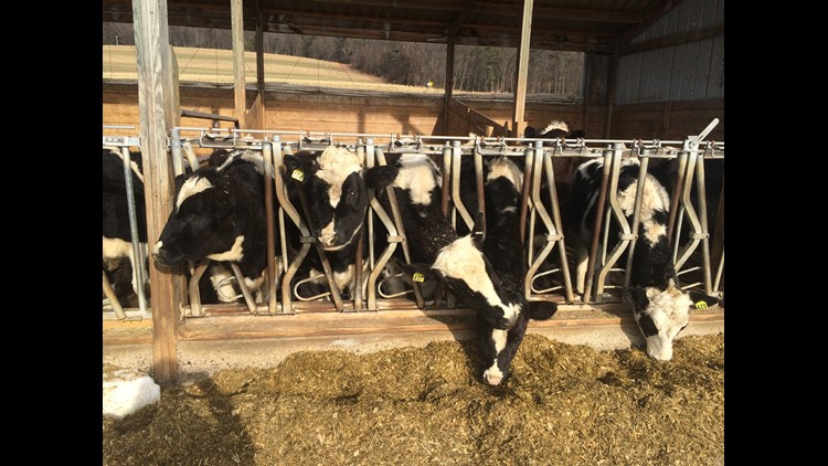 Five Cows Shot, Gunman on the Loose | wnep.com