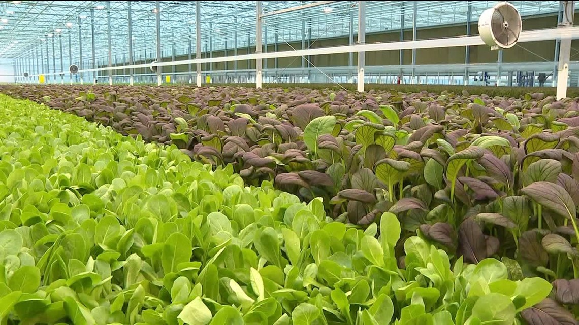 BrightFarms Celebrates First Harvest in Snyder County | wnep.com