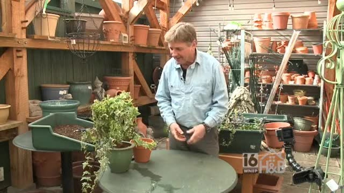 Starting New Plants from Existing Plants | wnep.com