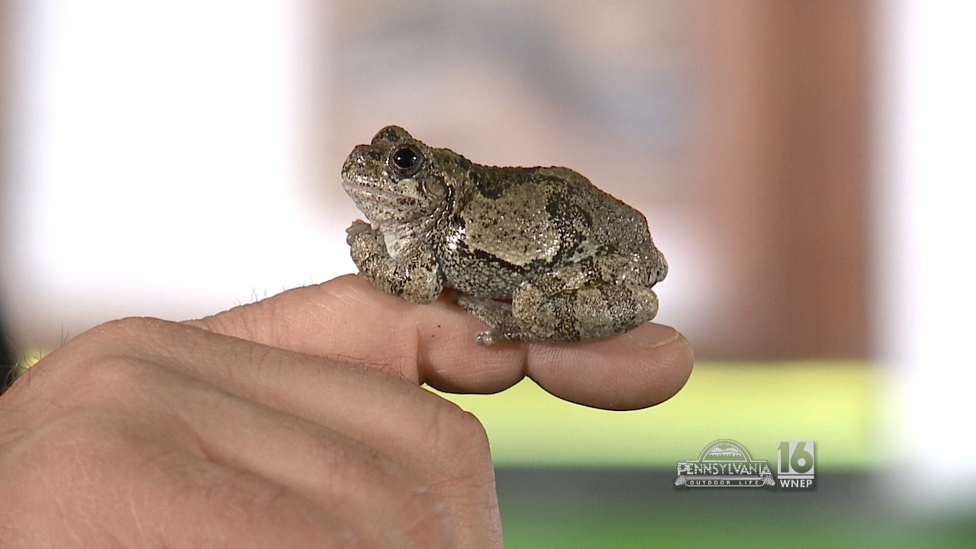Rick Koval's Reptiles and Amphibians | wnep.com