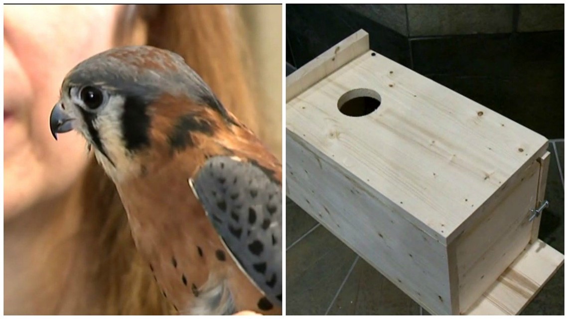 Students Install Kestrel Boxes at Kalahari Resort | wnep.com
