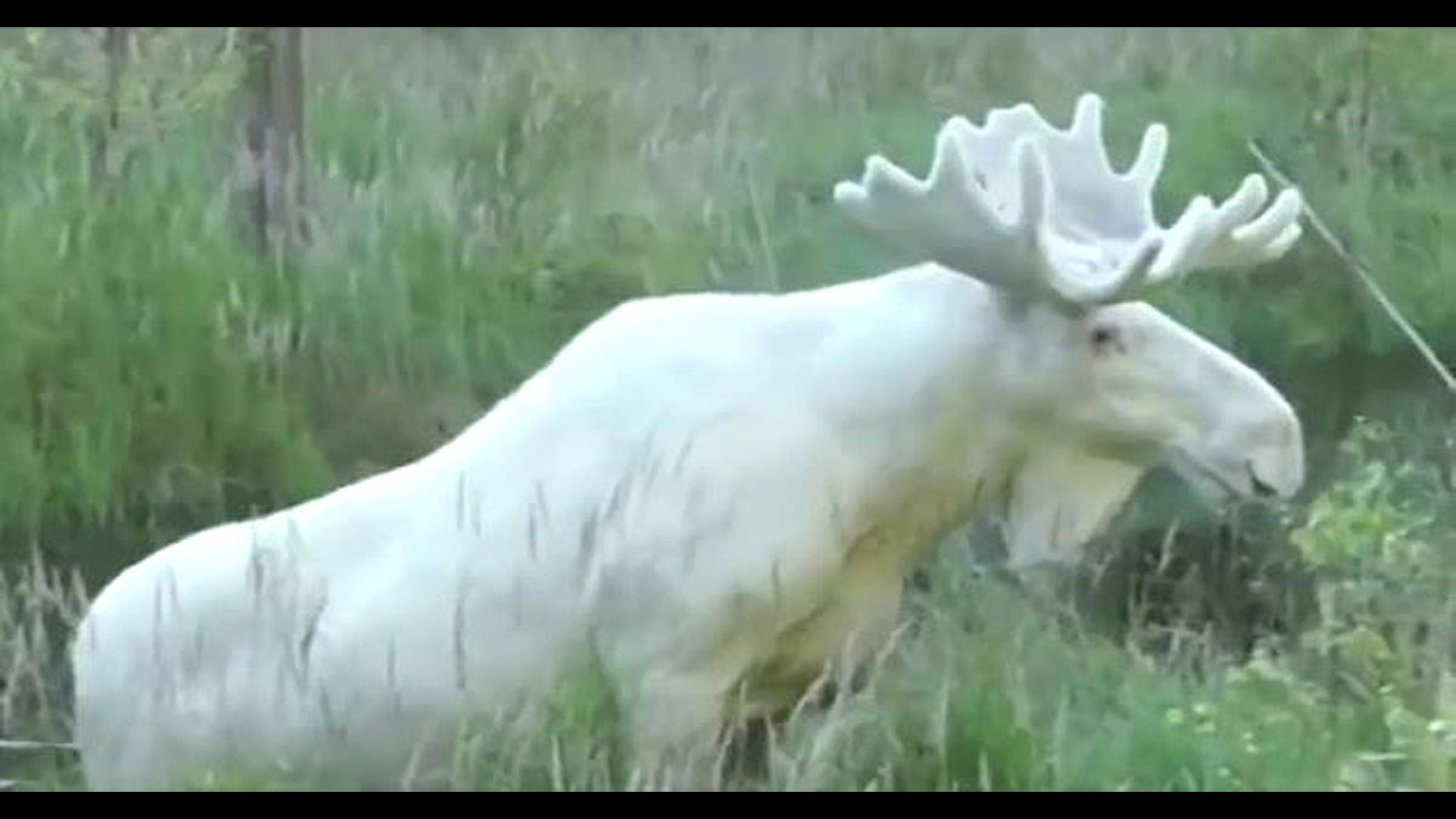 Rare White Moose Filmed in Sweden | wnep.com
