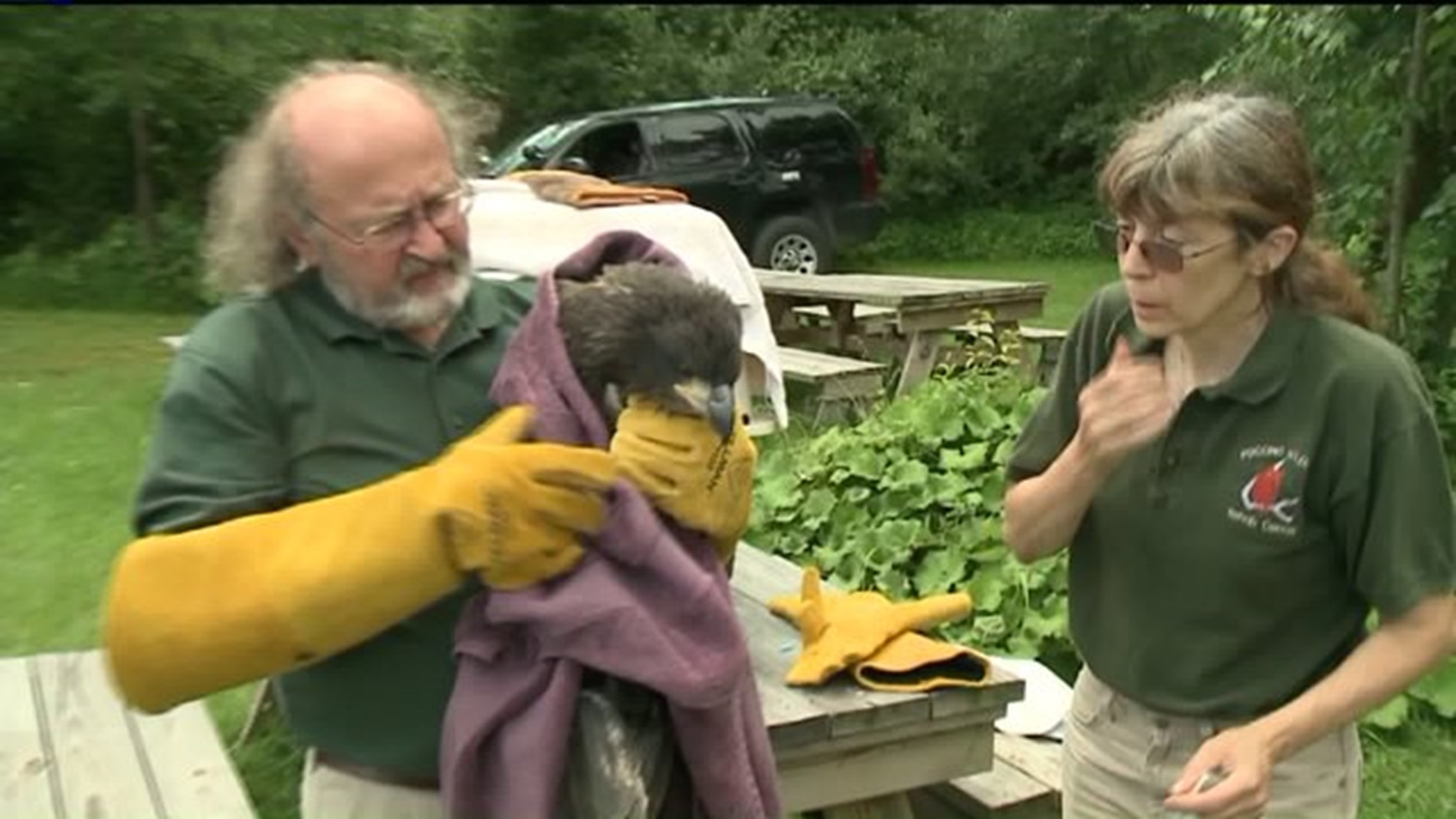 PPL Power Lines Shocking Baby Eagles | wnep.com