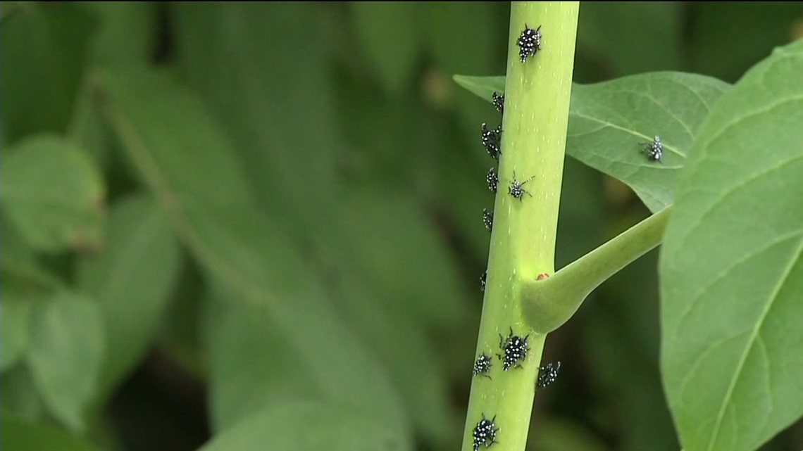 ‘If you see it, kill it’ – Expert Advice on Spotted Lanternfly | wnep.com