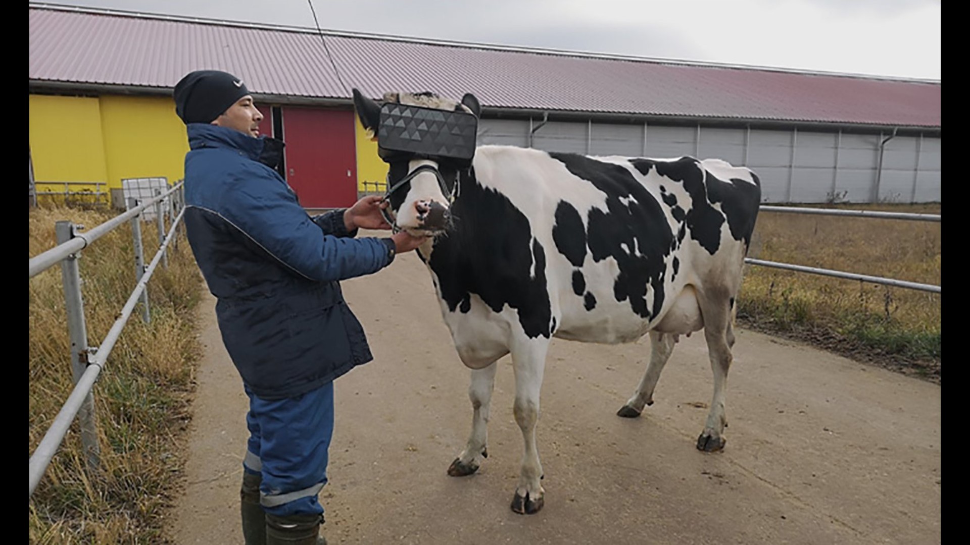 Russian Dairy Farmers Gave Cows Virtual Reality Goggles With Hopes They ...