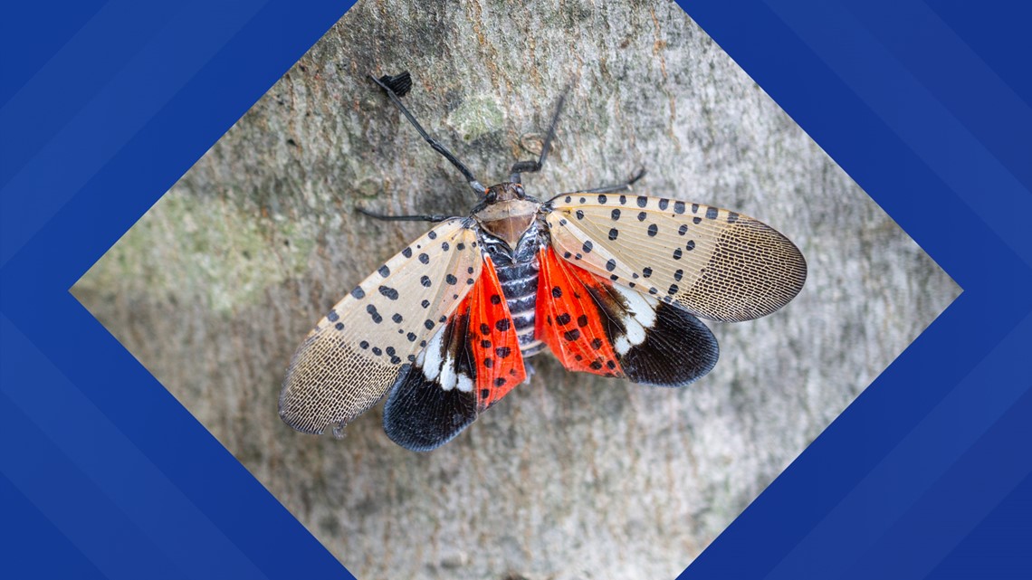 Spotted lanternfly has spread in Pennsylvania | wnep.com