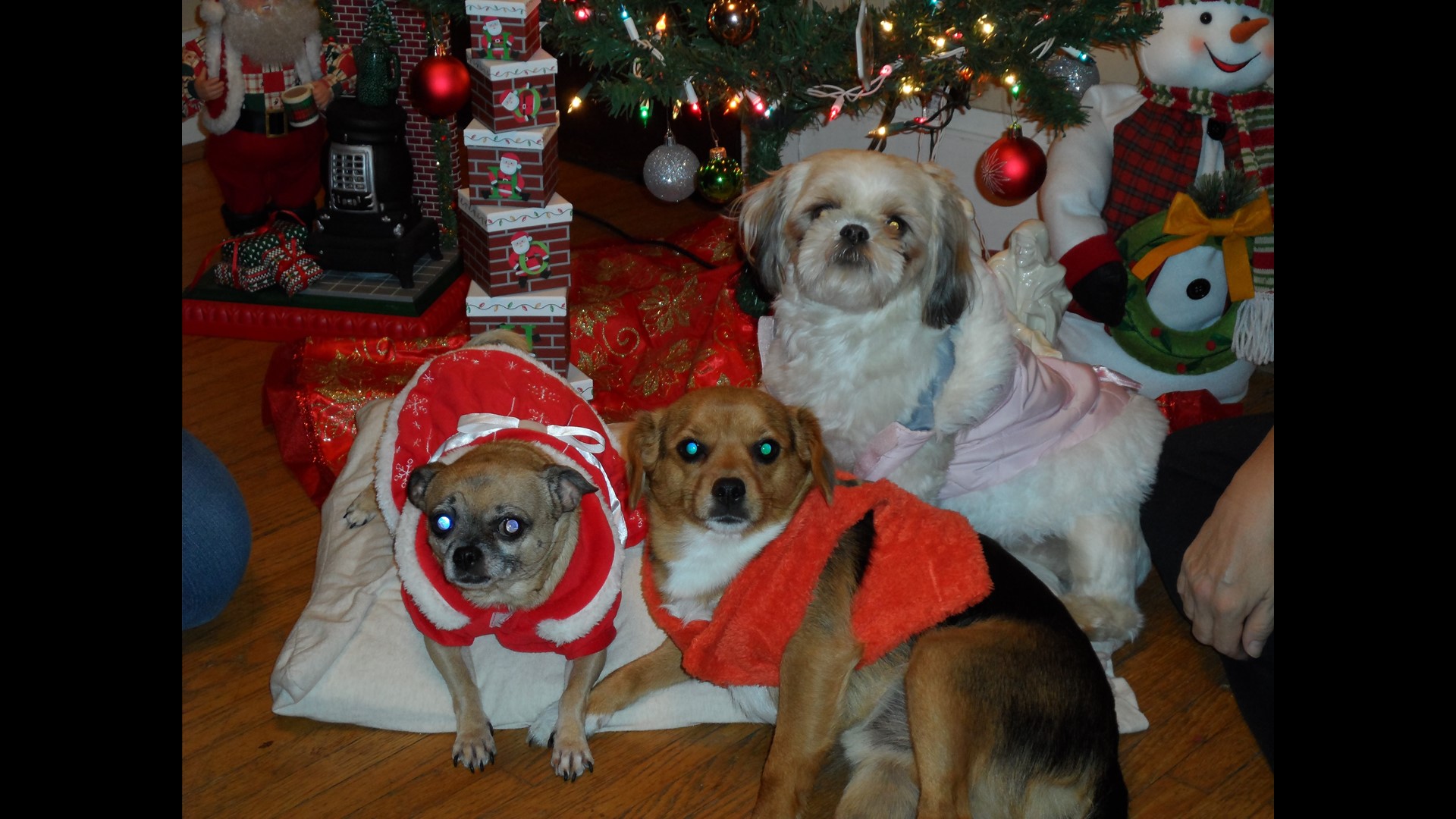 Pet Slideshow: December 2015 | wnep.com