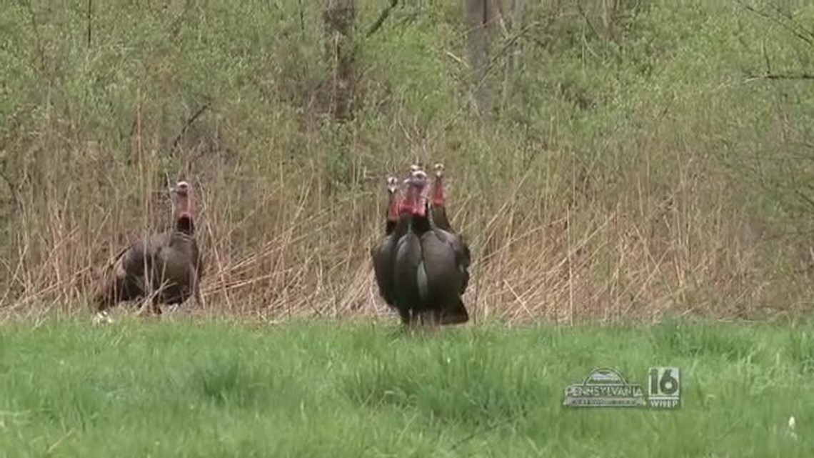 Spring Gobbler Hunting Tips | wnep.com