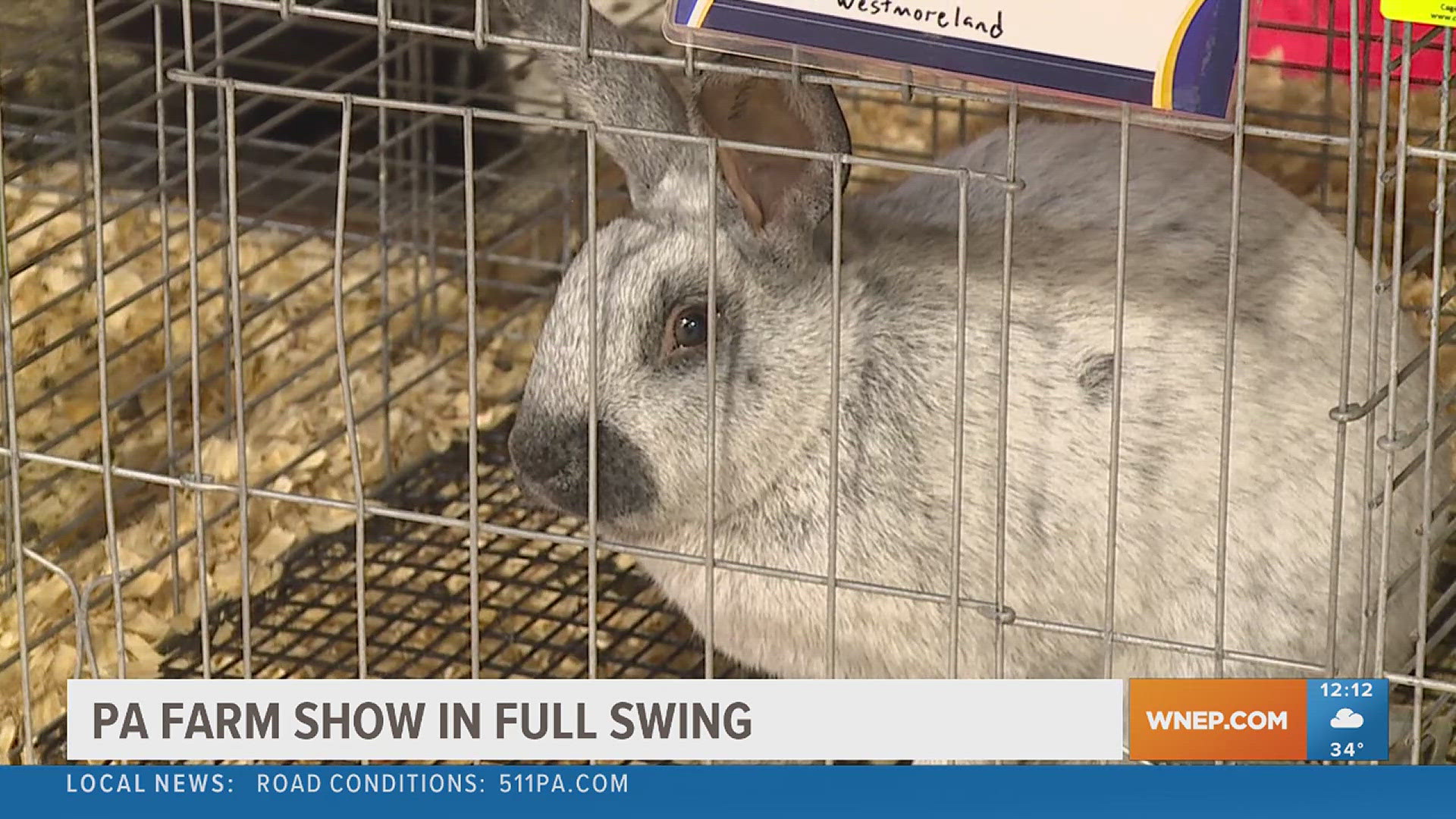 'Growing a Nation' | Pennsylvania Farm Show in full swing in Harrisburg ...