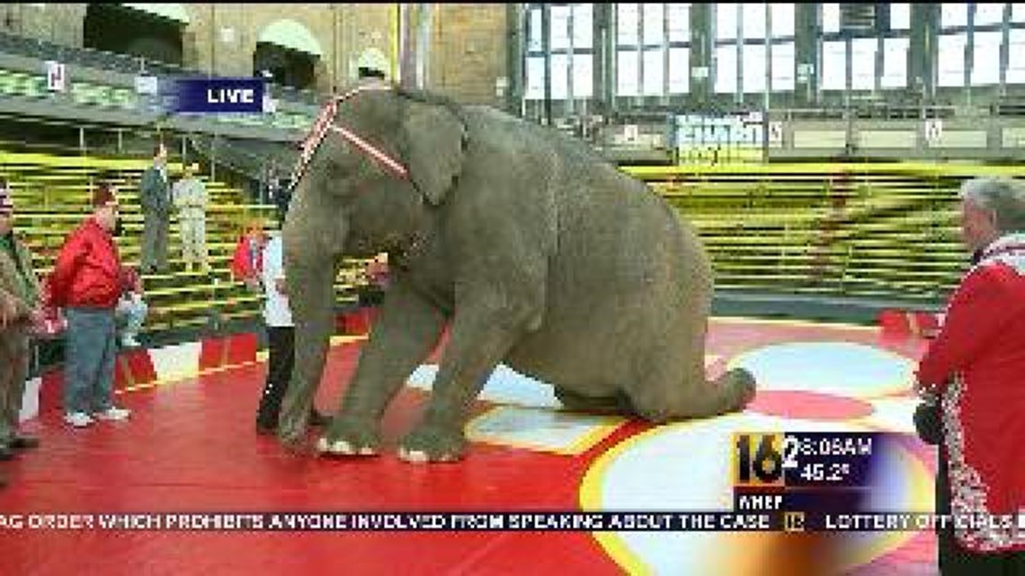 Irem Shrine Circus: Meet Viola, The Elephant | wnep.com