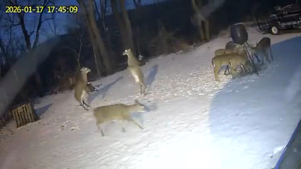 Two deer playing around | wnep.com