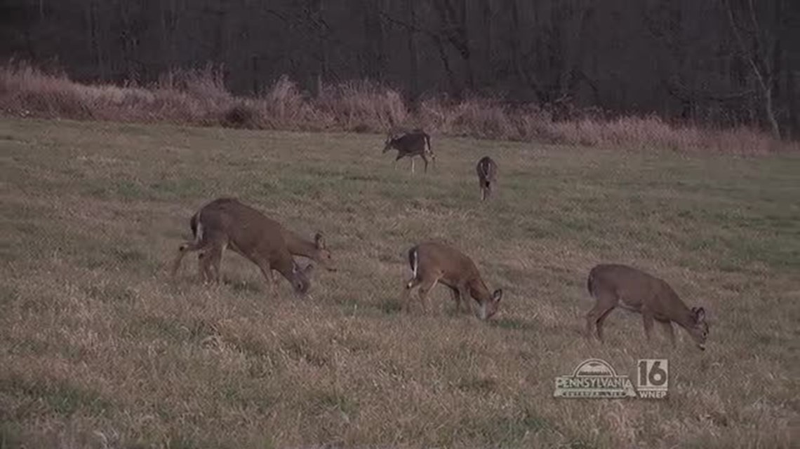 Deer Spotlighting | wnep.com