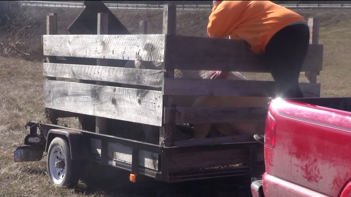 600-Pound Pig Escapes Trailer, Roams Interstate 81 | wnep.com