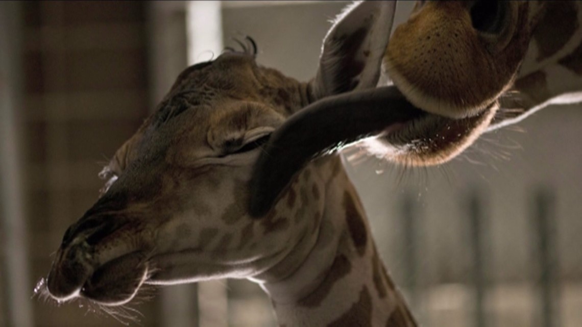 World-Famous Giraffe Dies in Accident at Dallas Zoo | wnep.com