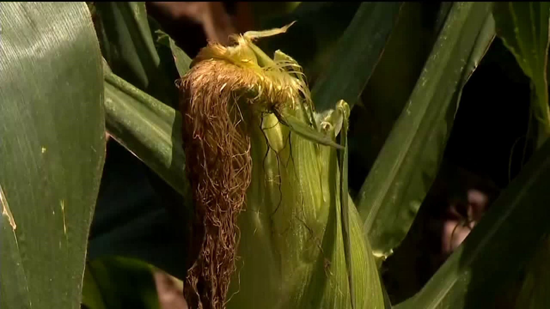 Wet and Dry Weather Perfect for Growing Sweet Corn | wnep.com