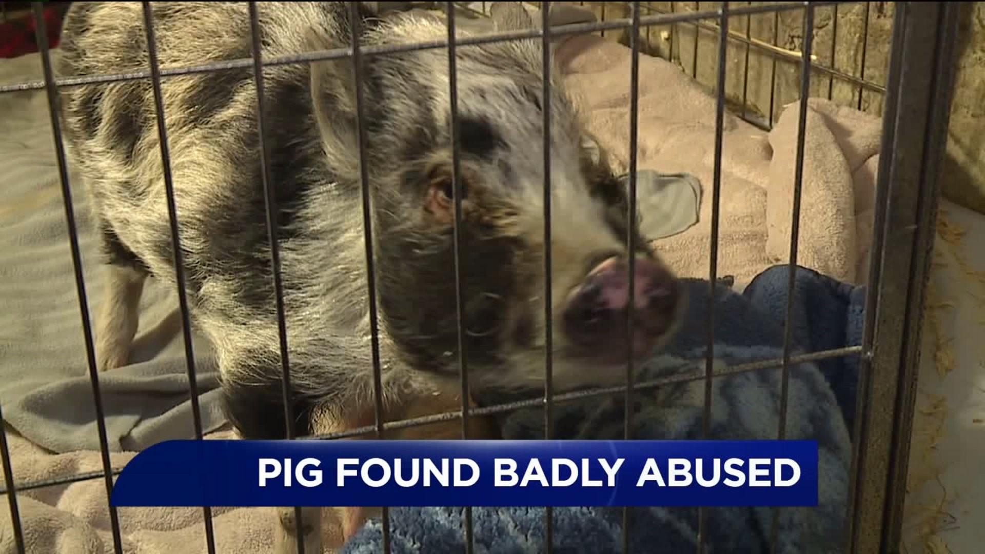 Neglected Pig Found on the Side of the Road in Lackawanna County | wnep.com