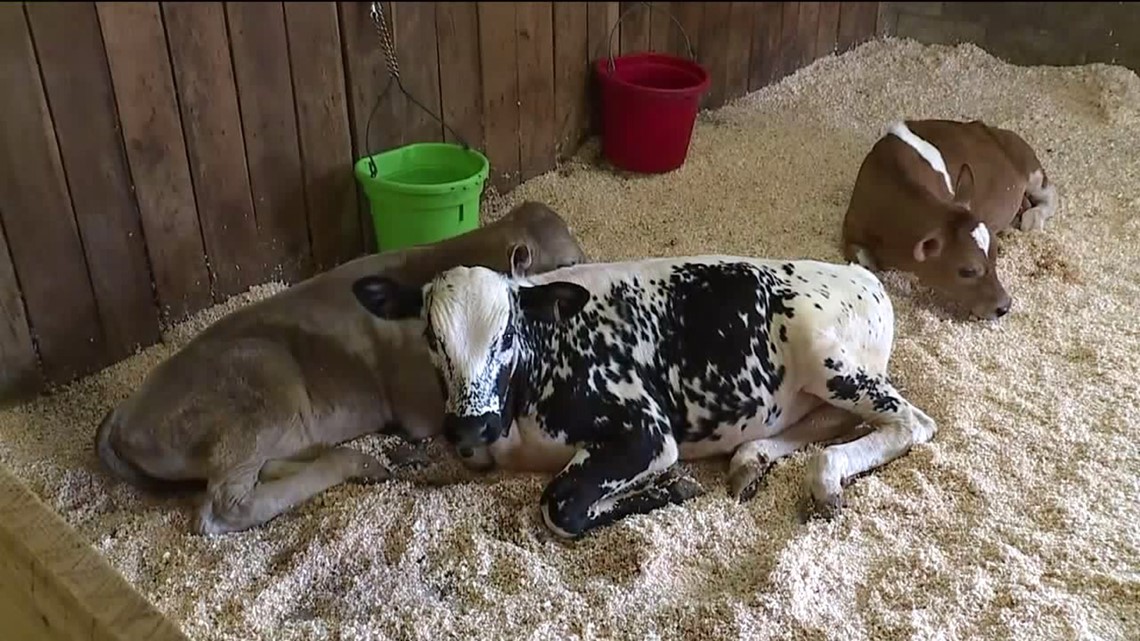 Man Faces 84 Charges of Animal Abuse | wnep.com