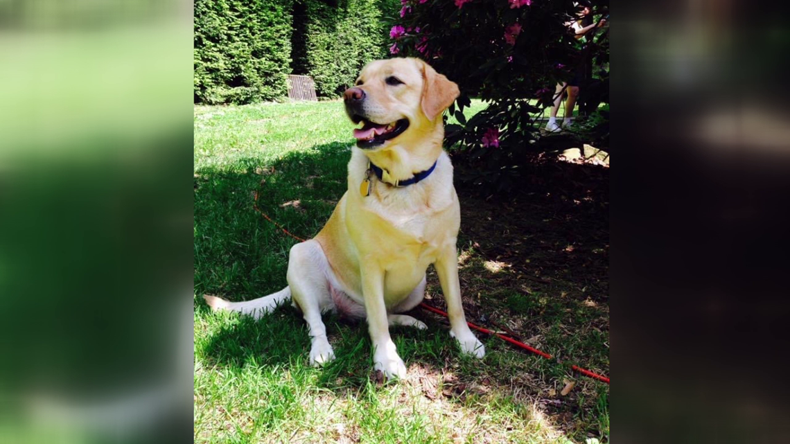 Dog falls off cliff, survives and is barely injured | wnep.com