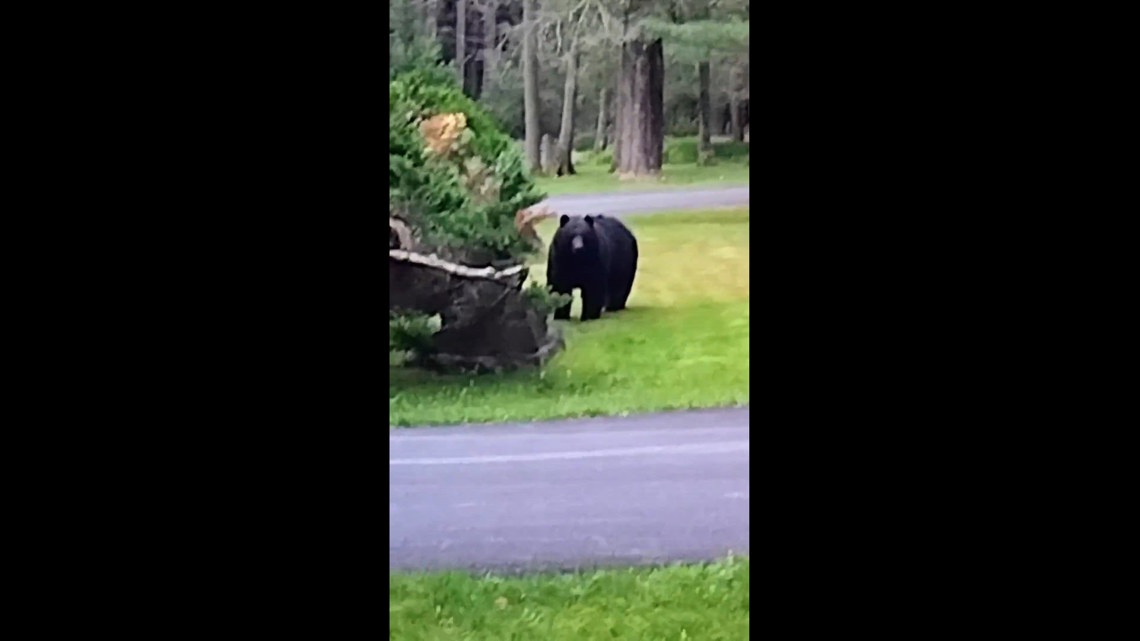 Big ol' bear scratch in his back | wnep.com