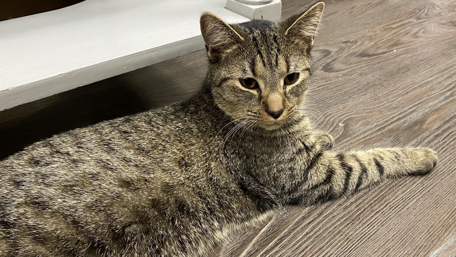 Join cat yoga fundraiser at Cats in Bloom | wnep.com