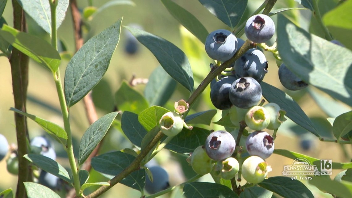 Blueberry Picking at the Whistle Pig Pumpkin Patch | wnep.com