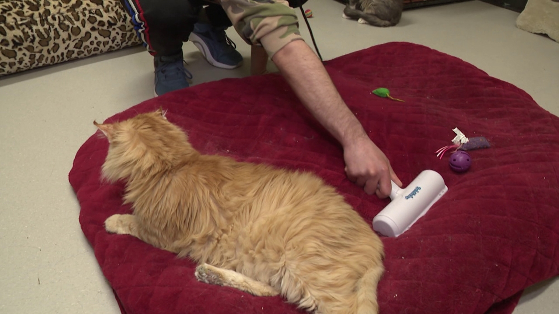 Does the Schticky Pet Hair Remover Really Work? | wnep.com