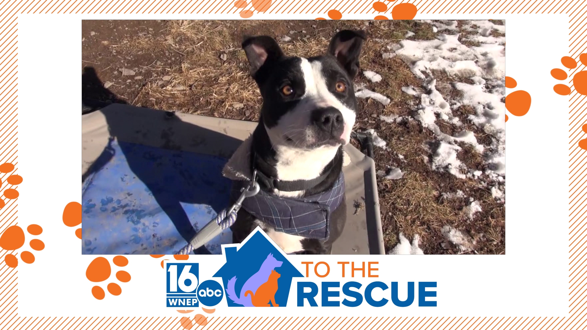 16 to the Rescue : Oreo | wnep.com
