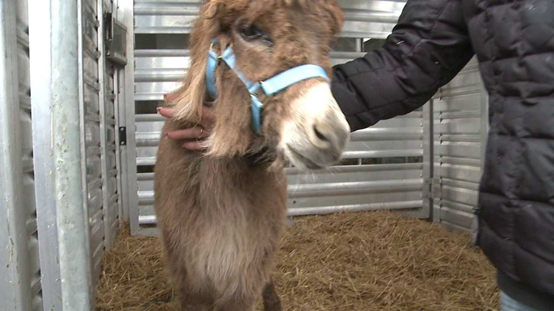 Company Helps Family After Pet Donkey Dies | wnep.com