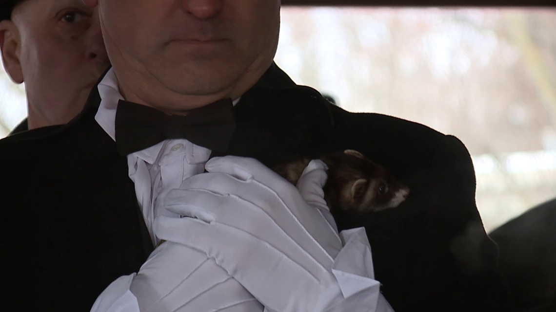 Early Spring? So says this ferret in Lackawanna County | wnep.com