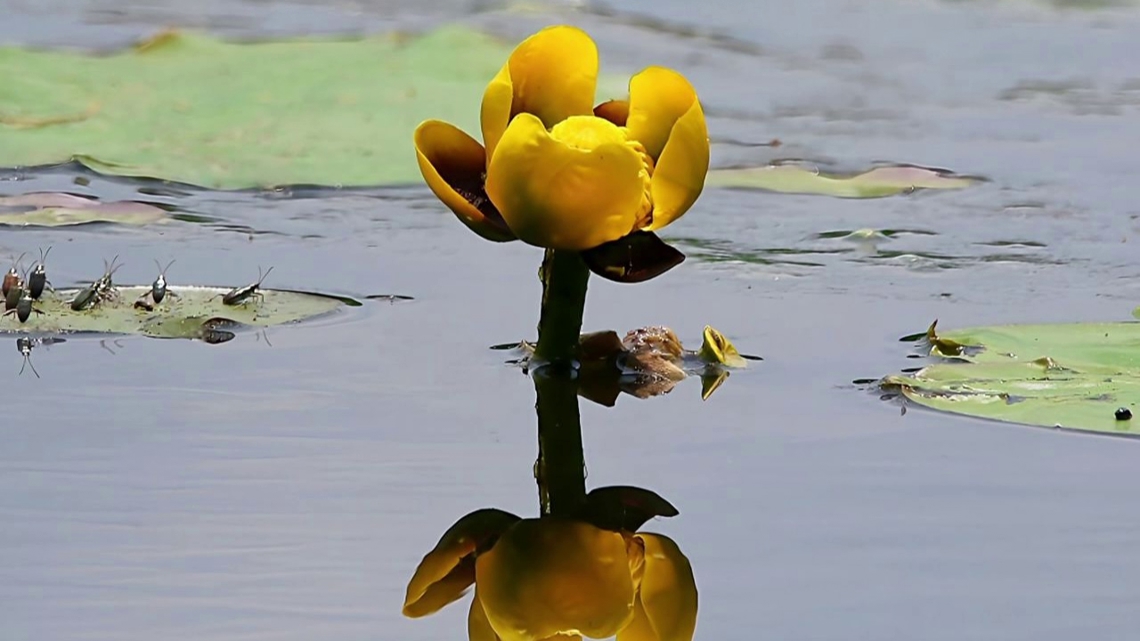 Springtime close-ups | PhotoLink Library | wnep.com