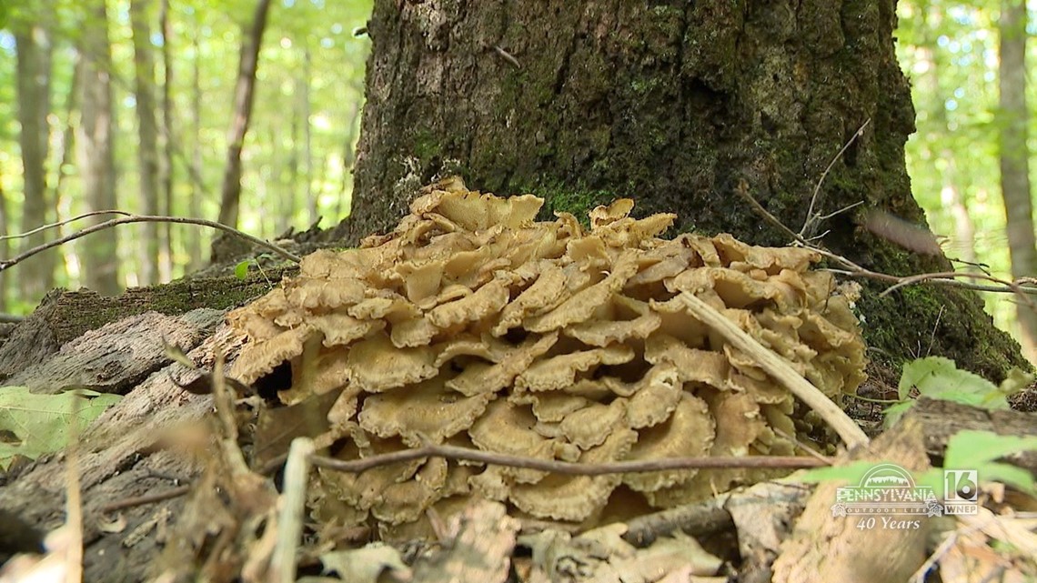 Mushroom Picking | wnep.com