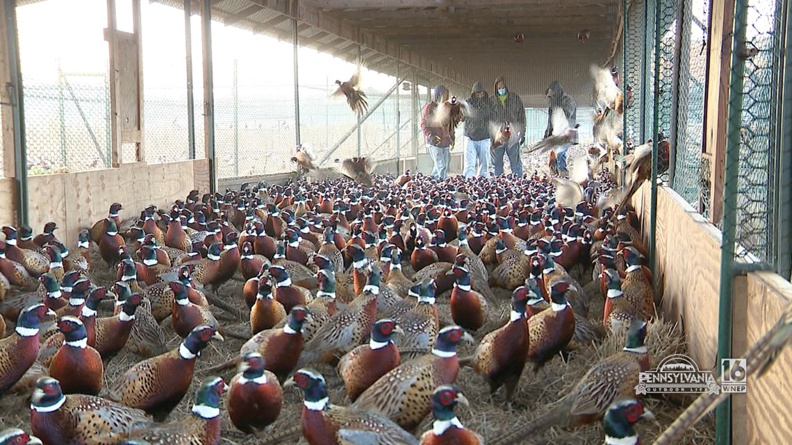Getting Ready for the Pheasant Season | wnep.com