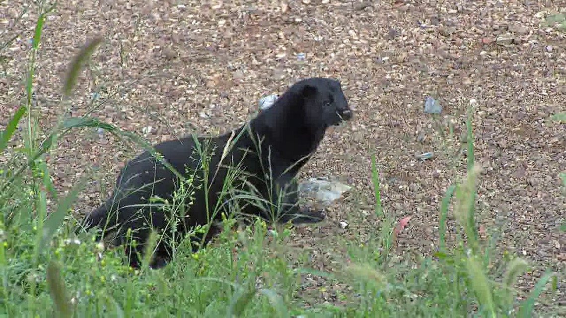 What is a mink? | wnep.com