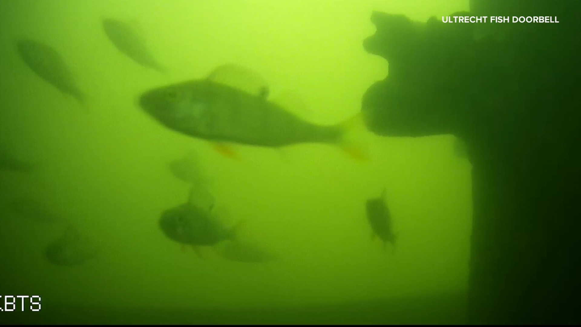 Ultrecht Fish Doorbell | wnep.com