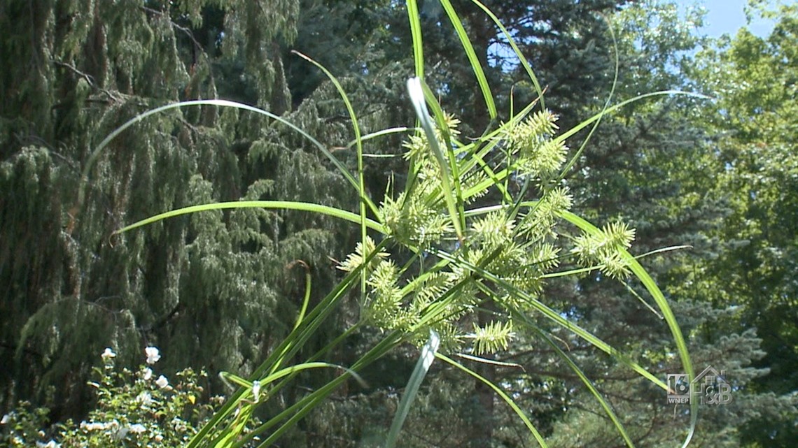 Weed Of The Week | wnep.com