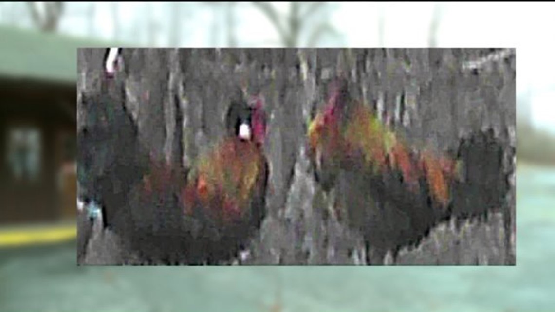 Roaming Roosters Killed | wnep.com