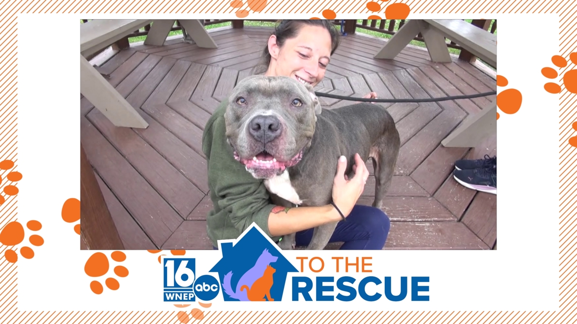 16 To The Rescue: Mittens | wnep.com