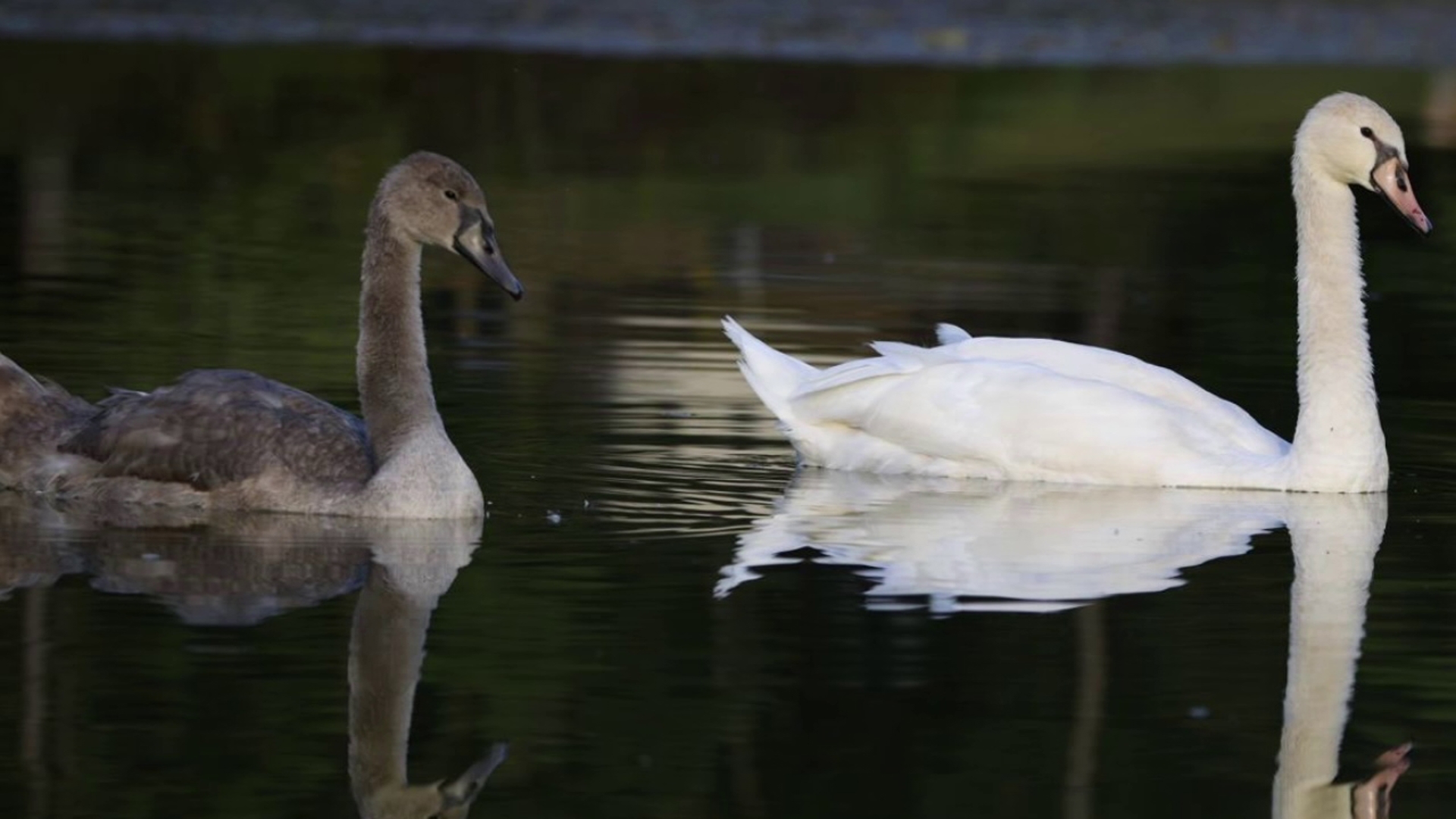 Nature's serenity | PhotoLink Library | wnep.com