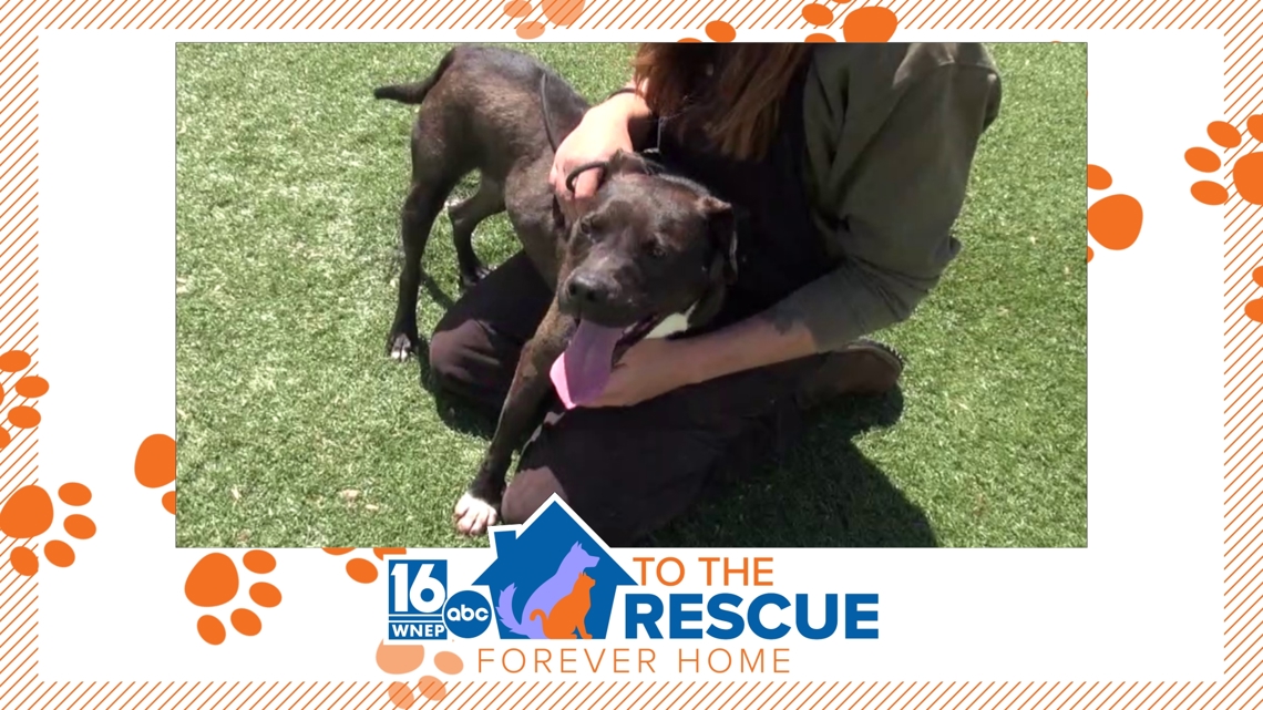 16 To The Rescue | Rex | wnep.com