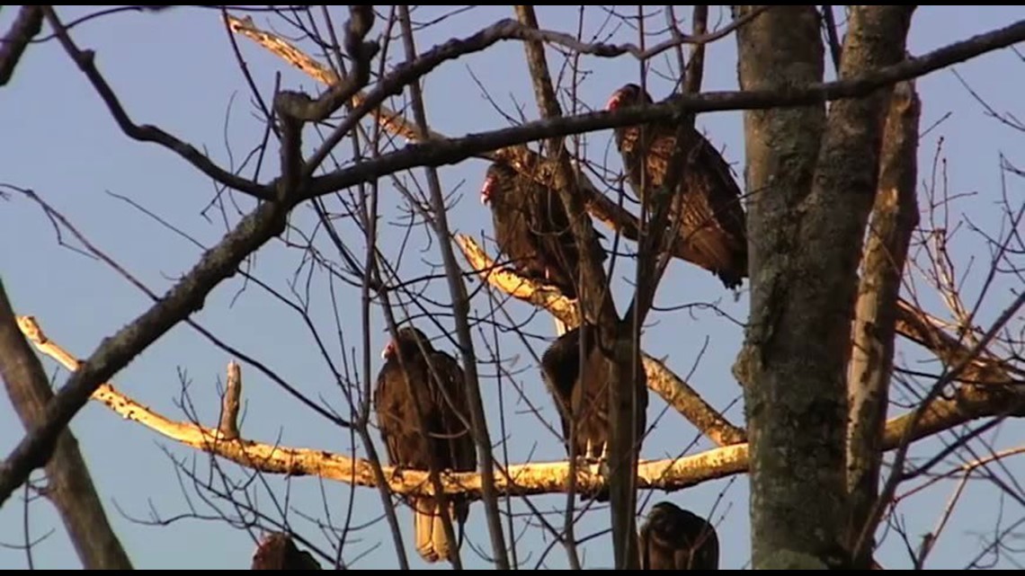 Vulture Watching with Rick Koval | wnep.com