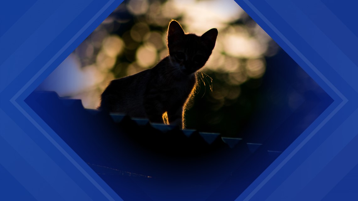 Tunkhannock man accused of killing kitten | wnep.com