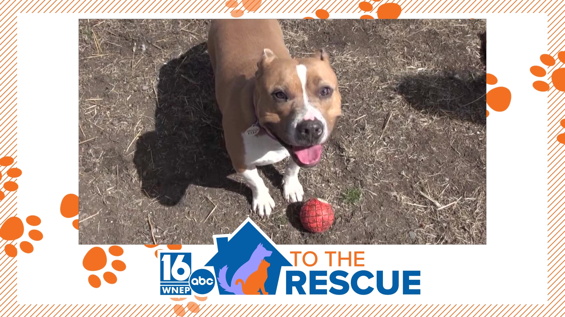 16 To The Rescue: Nya | wnep.com