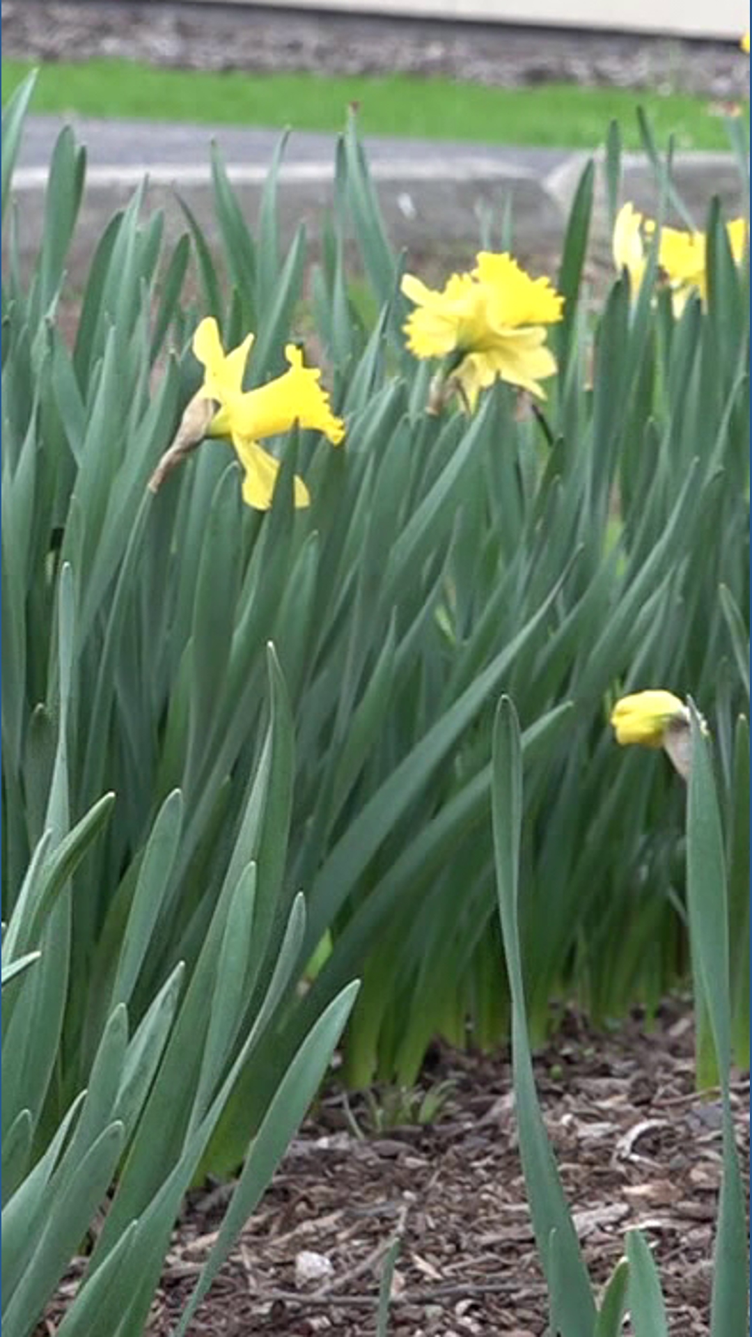 A blooming celebration | On The Pennsylvania Road | wnep.com