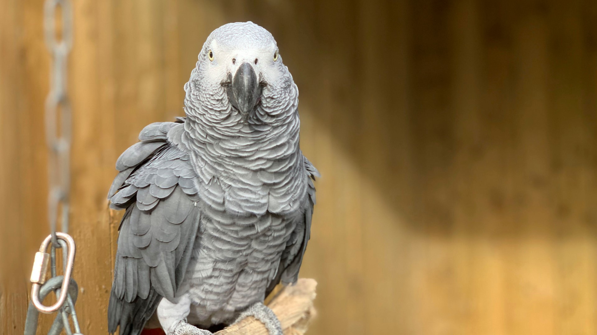 Five parrots separated at British zoo for swearing at guests | wnep.com