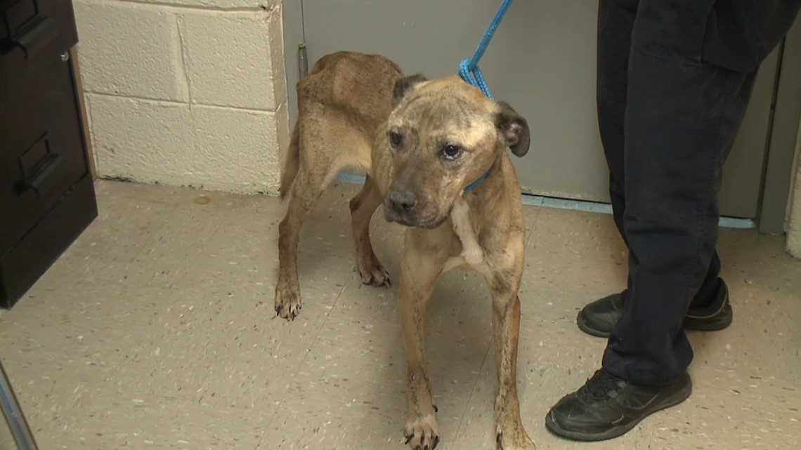 The Hazleton Animal Shelter is caring for undernourished bulldogs ...