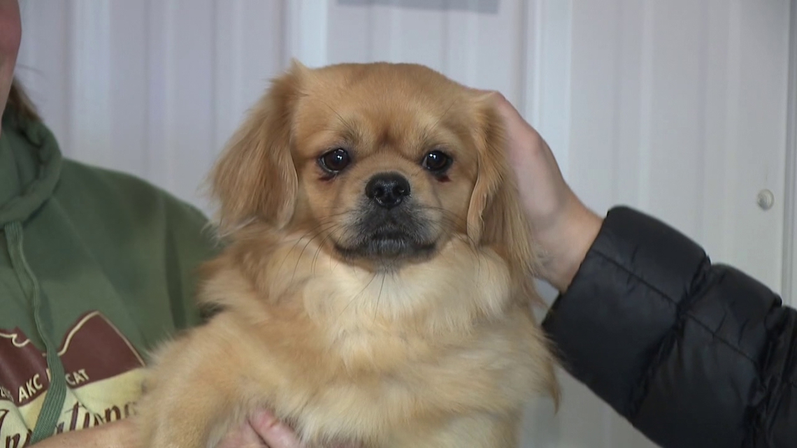 Lycoming County pooch wins Best of Breed at AKC Fast CAT Invitational ...