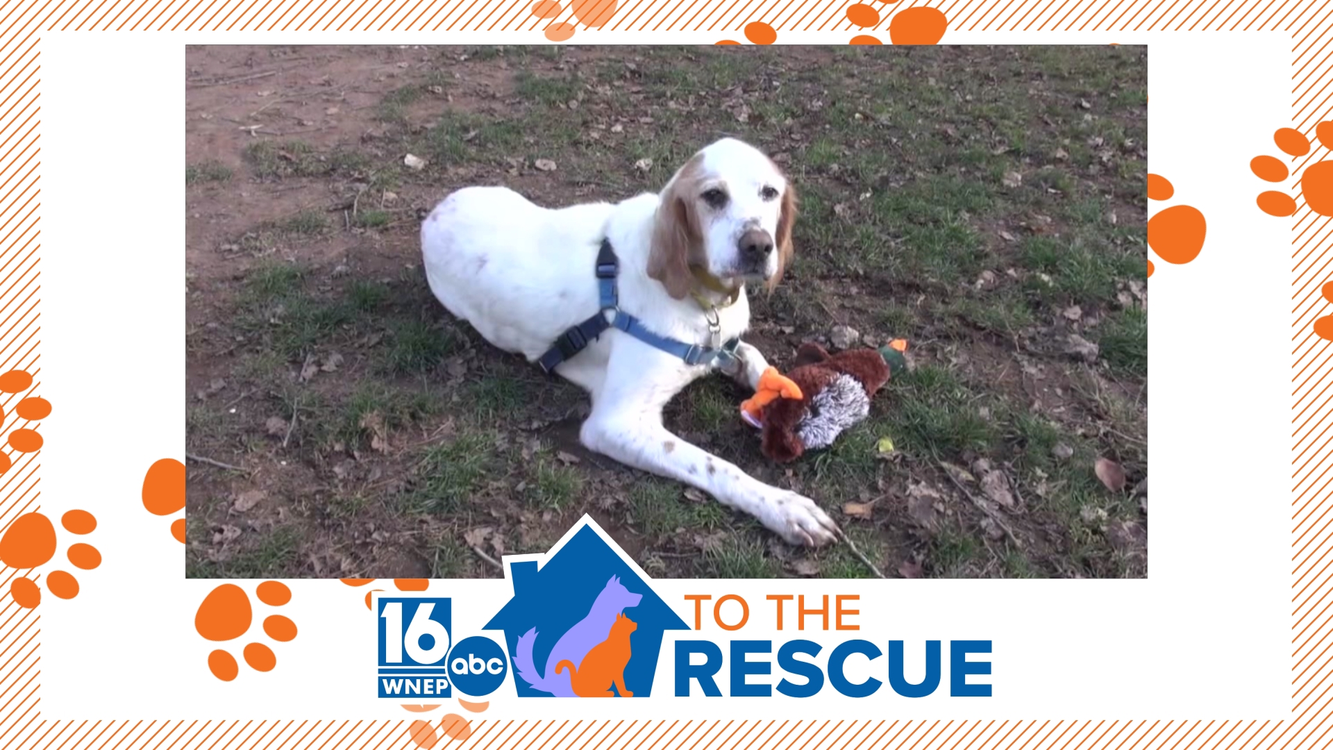 16 To The Rescue: Sunny | wnep.com