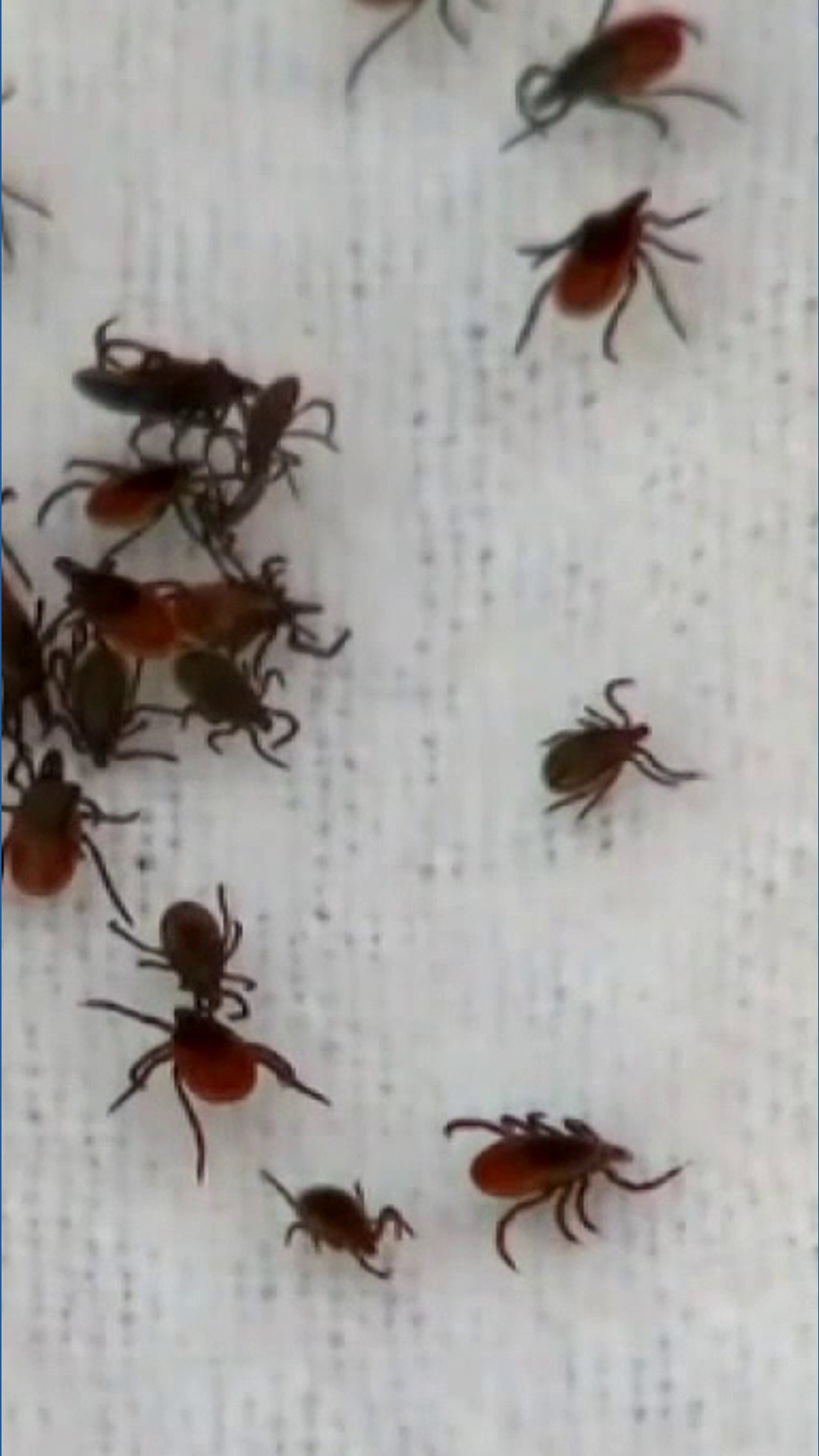 Pennsylvania research lab sees increase in tick population | wnep.com